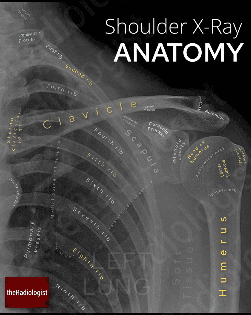 How to Read a Shoulder X-Ray | Anatomy and Views Guide