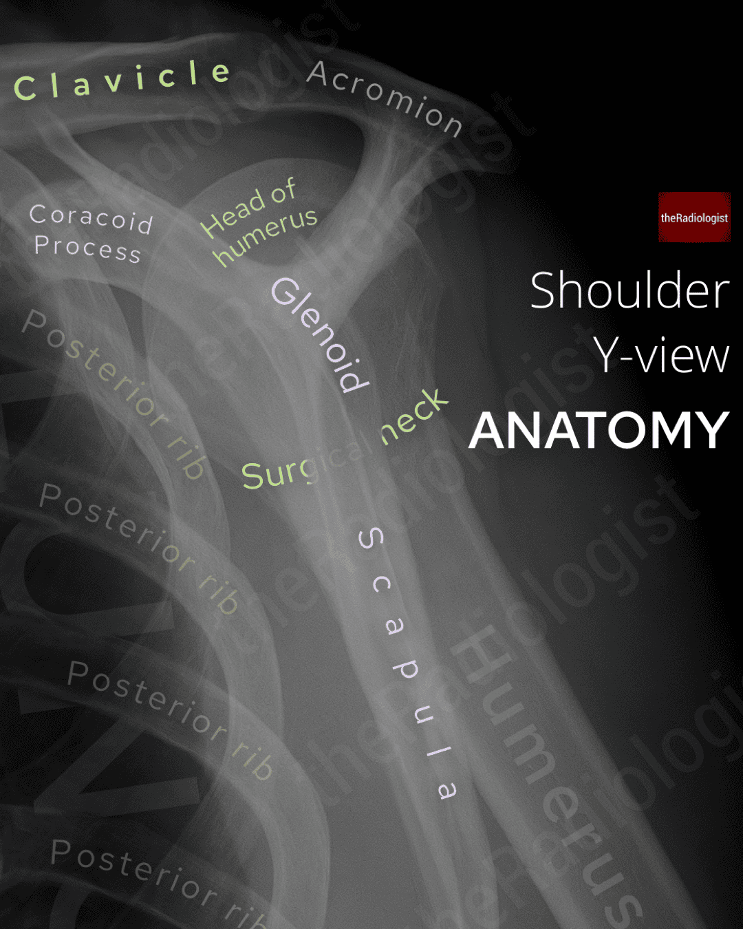 Shoulder X-Ray Essentials – the Radiologist